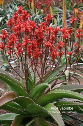 Aloes Show Spectacular Flowers