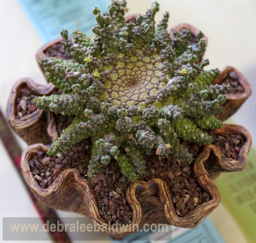 Plants and Pots at the Cactus & Succulent Show - Debra Lee Baldwin