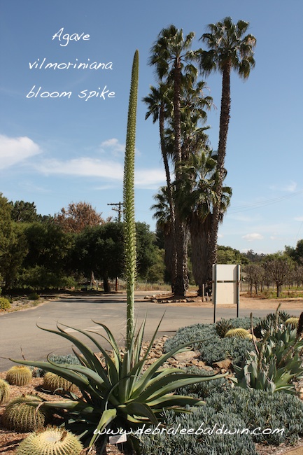 Bulbils from a Bloomed-Out Agave