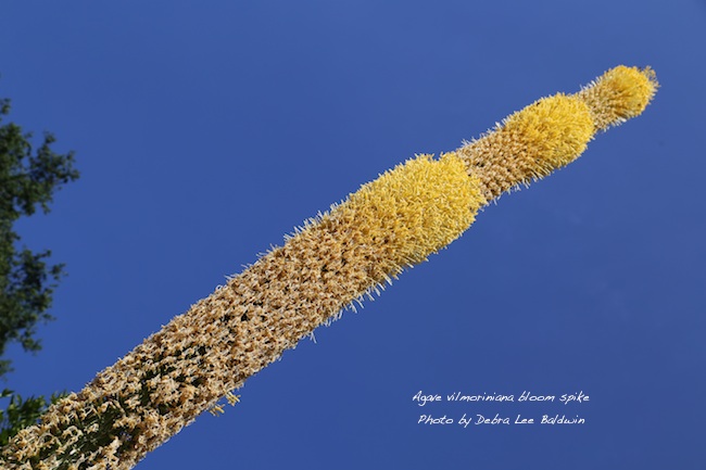 Bulbils from a Bloomed-Out Agave