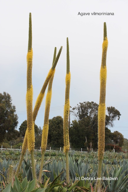 Bulbils from a Bloomed-Out Agave