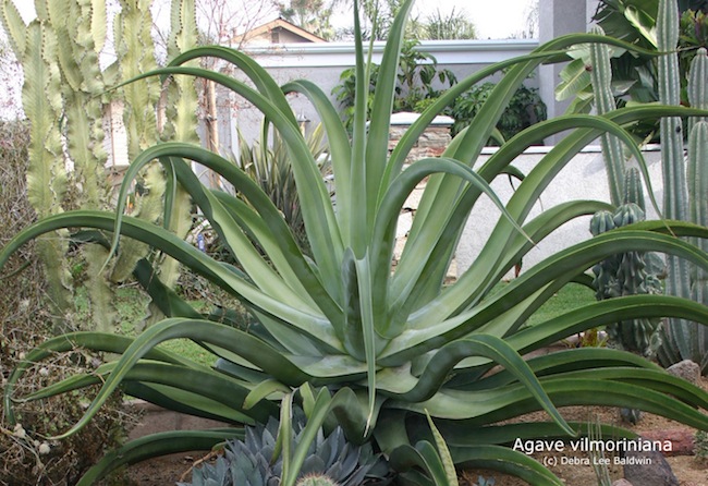 Bulbils from a Bloomed-Out Agave