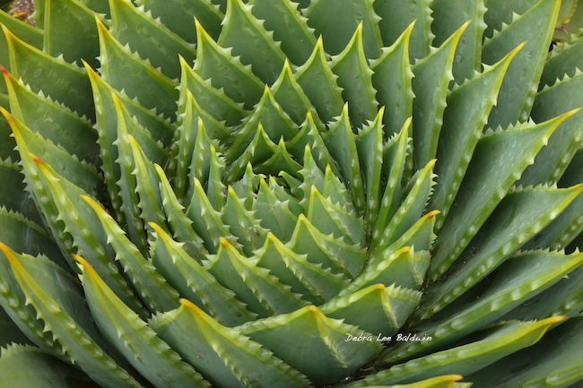 Exquisitely Symmetrical Succulents at the Extravaganza